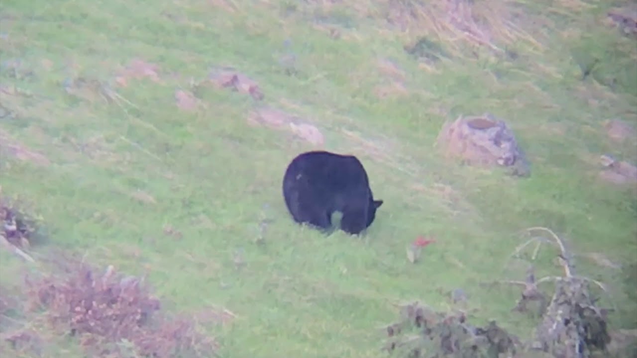 Bear Hunting Highlights - YouTube