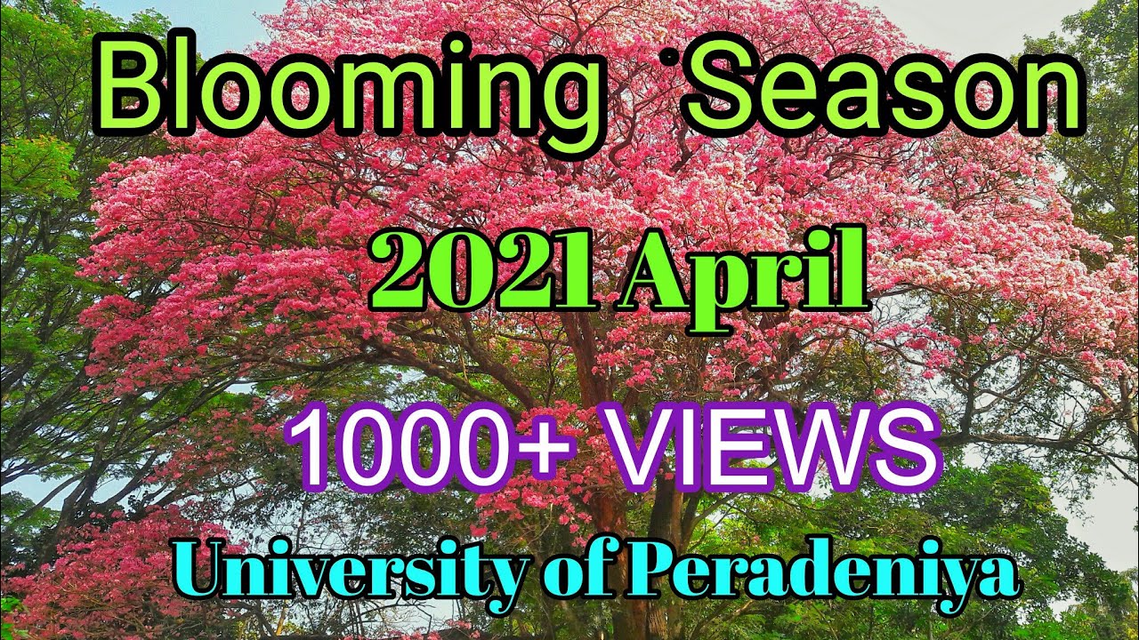 Blooming Season 2021[University of Peradeniya] Robarosia season - YouTube