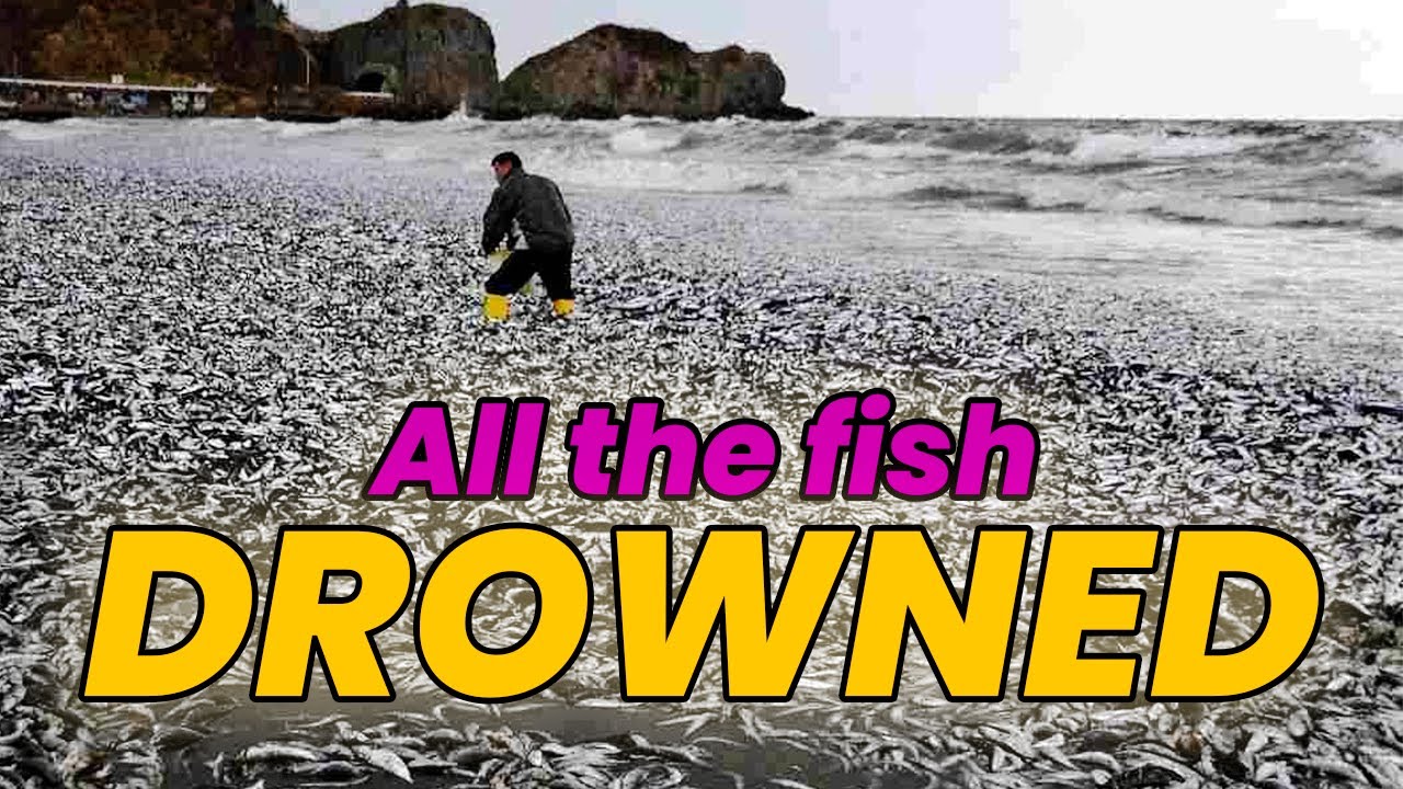 Japan's Sea full of DEAD FISH?! - YouTube