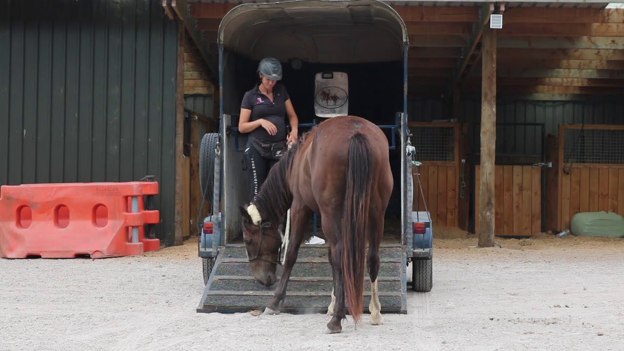 How to teach your horse to go on the ramp - exploring the ramp - YouTube