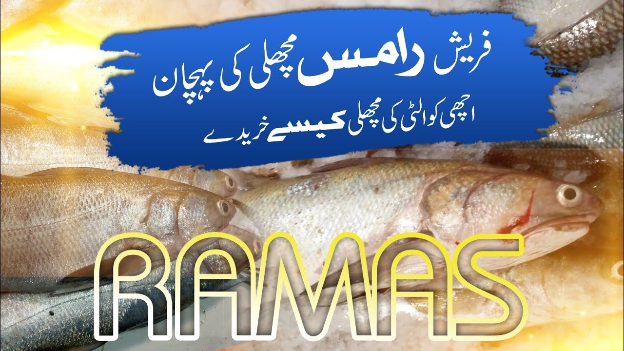 today Karachi fishery update 3/October 2024 Ramas fish cutting # ...