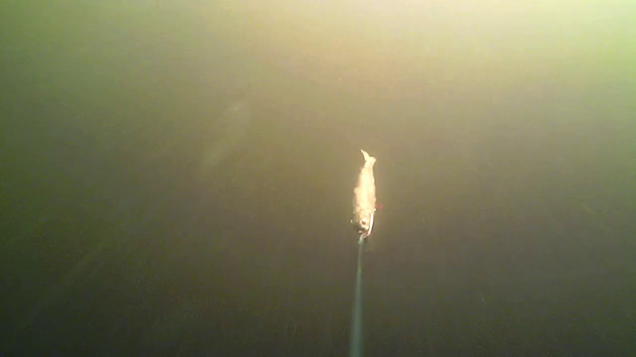 Lockdown fish follow - YouTube
