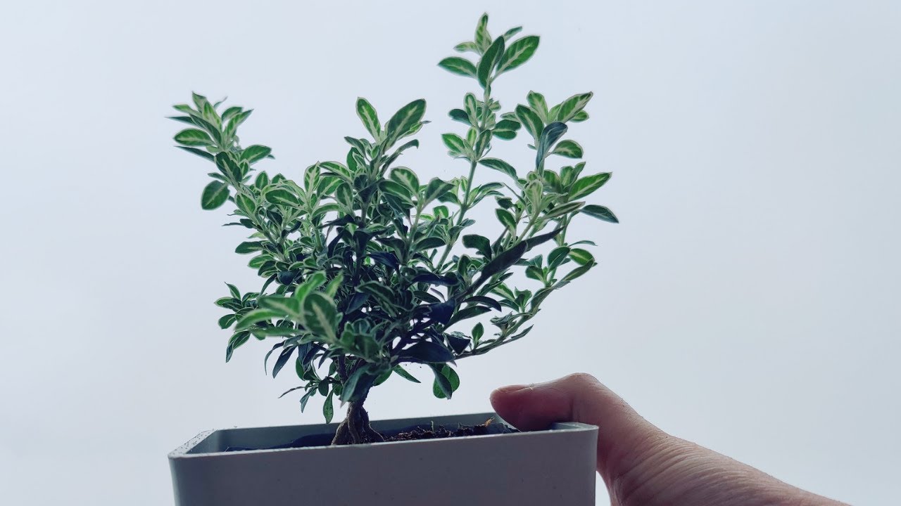 HOW TO GROW AND CARE SNOW ROSE/SERISSA FOETIDA || BEST PLANT FOR BONSAI ...
