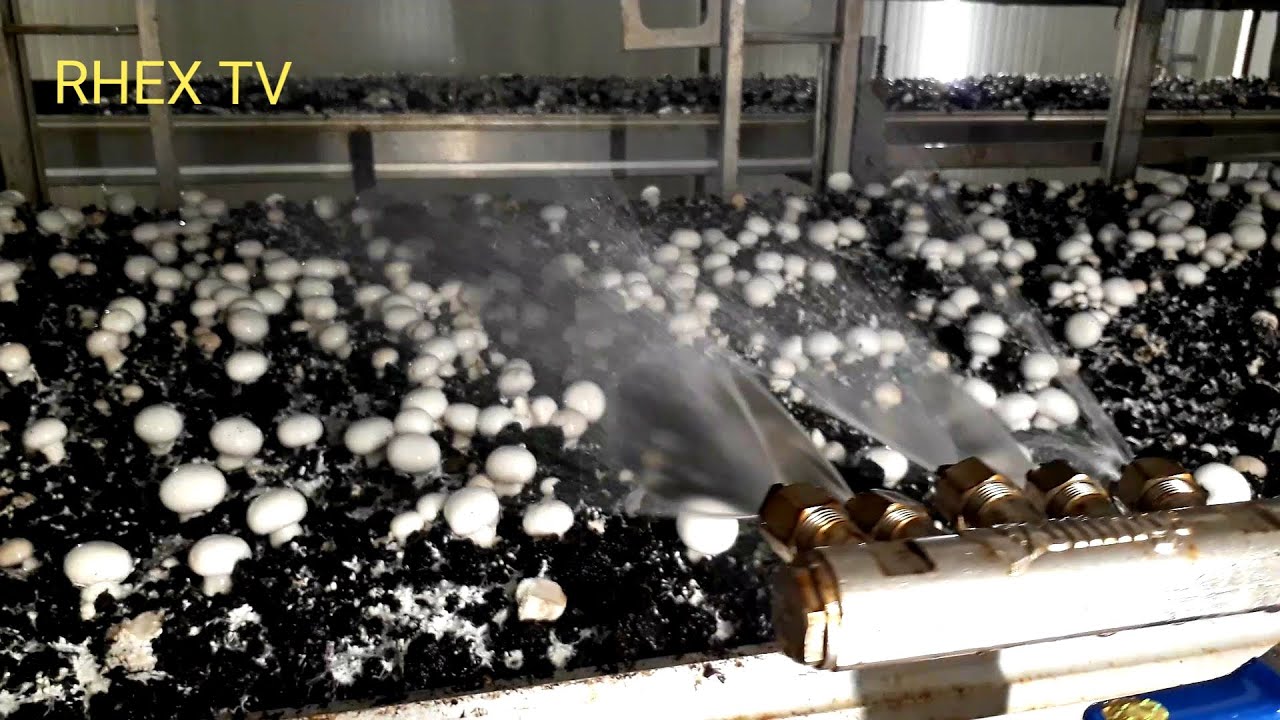 Watering system |mushroom growing - YouTube