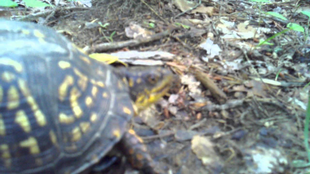 More Turtle Humor...A Special Message to Missouri's Turtle Savior ...