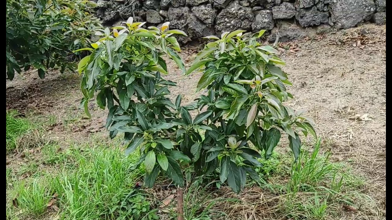 ARBOL de AGUACATE BACON SEMBRADO hace 1 AÑO EVOLUCION 🥑 y CONSEJOS🥑 ...