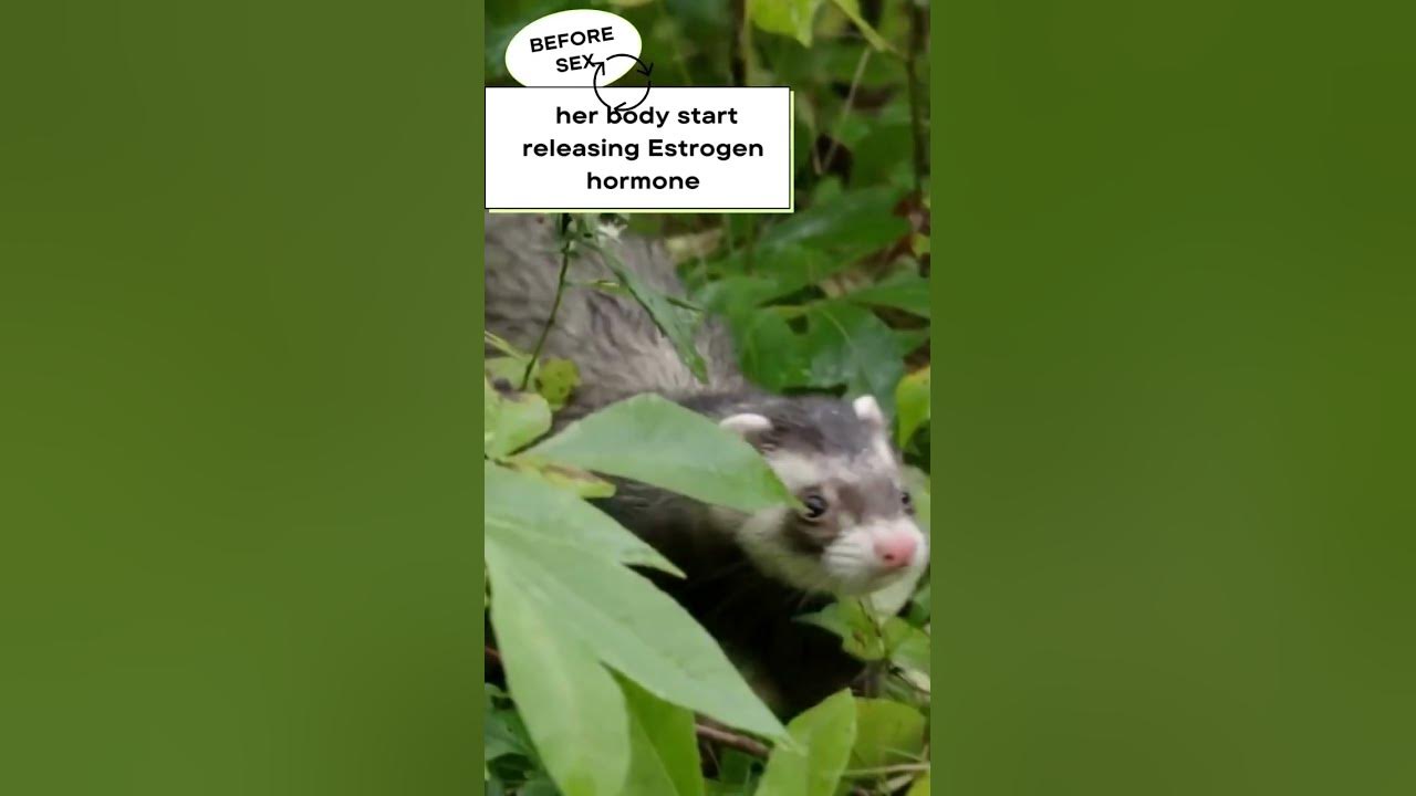 Female Ferrets Die If They do not Mate | Naughty Animals Part - 1 from ...