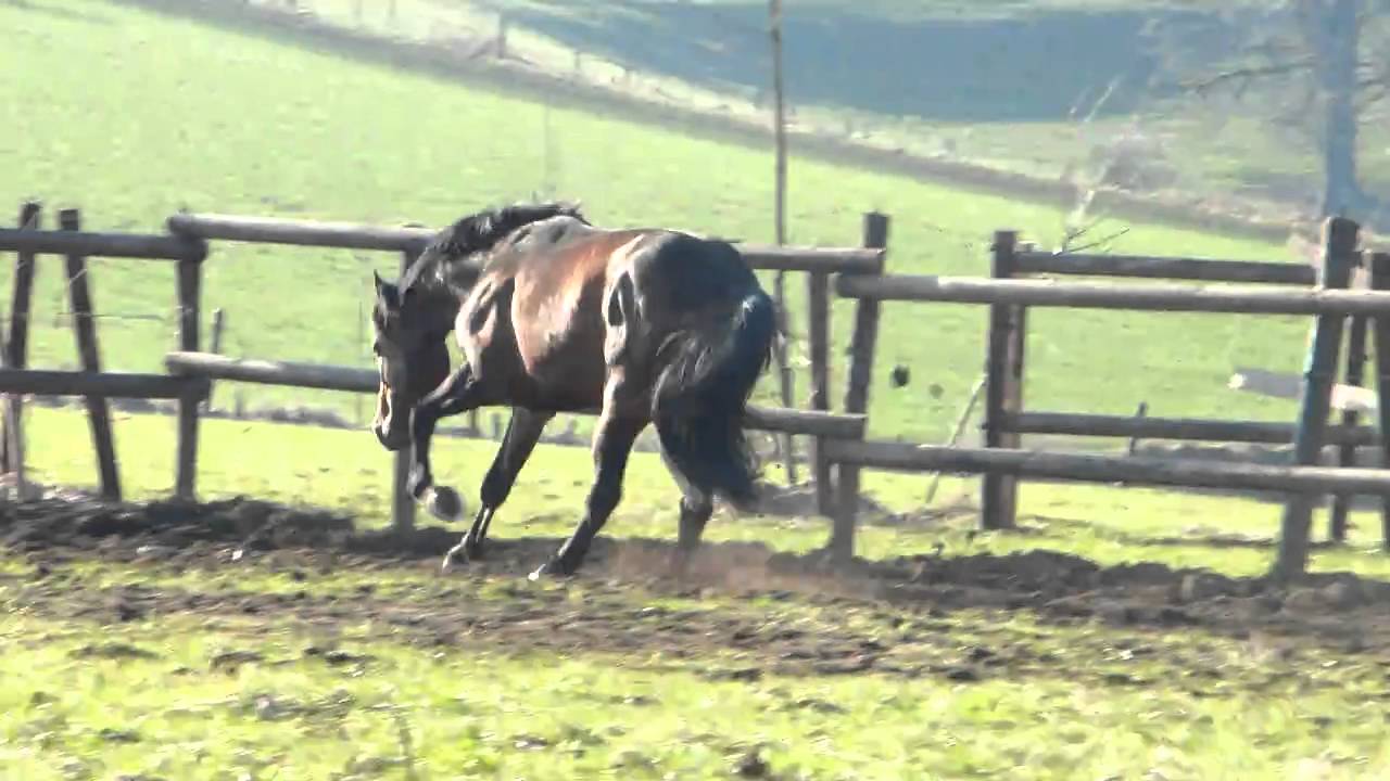 Lord Britten (Risueno la Silla x Isengrain) - YouTube
