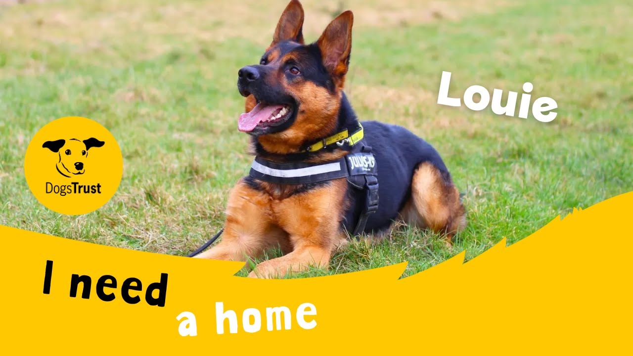 Louie the gorgeous German Shepherd | Dogs Trust Manchester - YouTube
