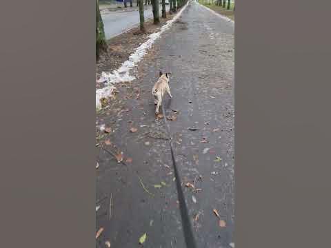 Мирка на прогулке - YouTube