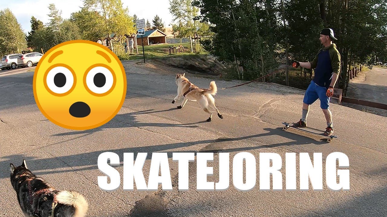Belgian Malinois husky mix pulls Longboard and Bikejor with Siberian ...