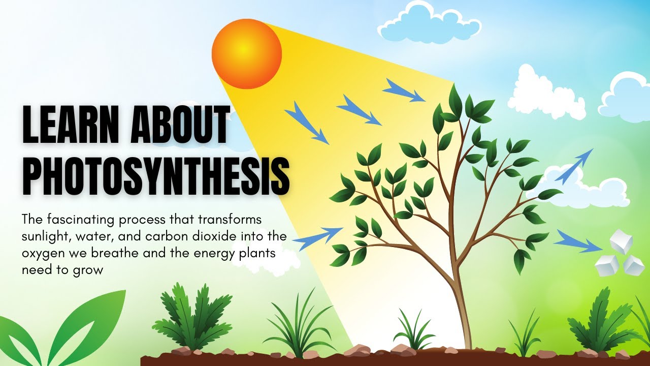 Magical Plants: Exploring the Power of Photosynthesis for Kids - YouTube