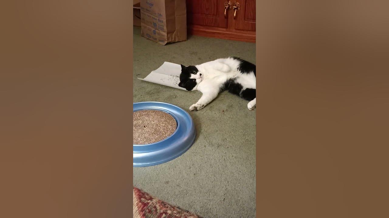 Giving My Cat some catnip 🐈😂 #funny #cat #catlover #catnip #high #subscribe #comedy #funnycats # ...