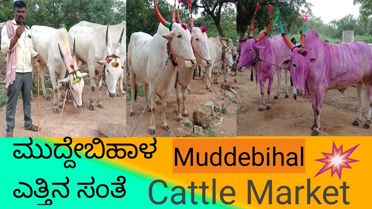 Bulls Market Muddebihal Cattle Market In Karnataka ಮುದ್ದೇಬಿಹಾಳ ಎತ್ತಿನ ...