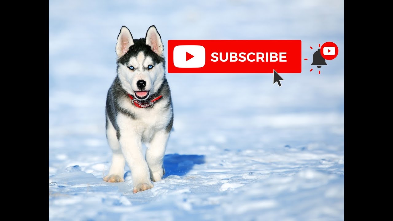 10Minutes of DOGS COMPILATION VIDEO ( NEW 2020 ) - YouTube