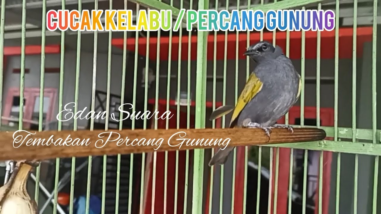 Pancingan Percang Gunung / Cucak Kelabu, Langsung Nyaut Gacor - YouTube