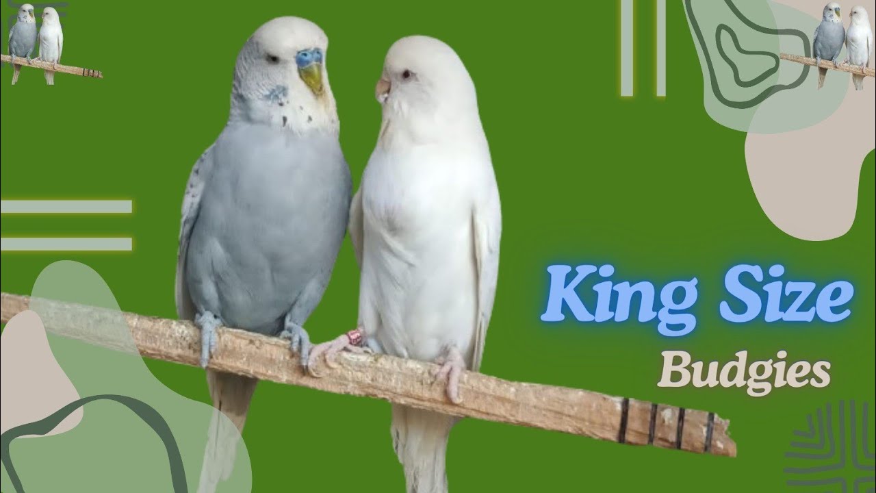 King Size budgie birds pair setup and all information| bird's life ...