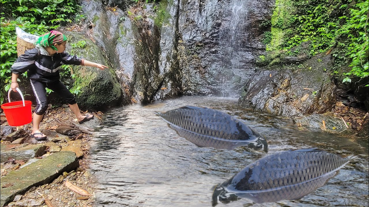 Meet many giant fish in a puddle. Use tongue and bamboo to catch fish ...