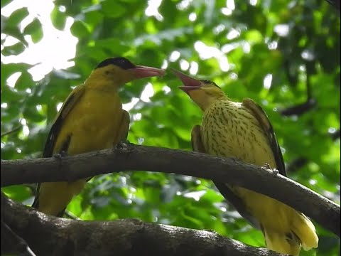Black-naped Oriole / Burung Kunyit Besar