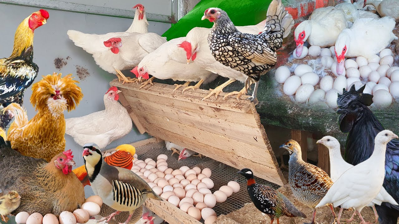 Biggest Ground Bird Breeding Farm | Maskati Chakor, Dakhni Teetar ...
