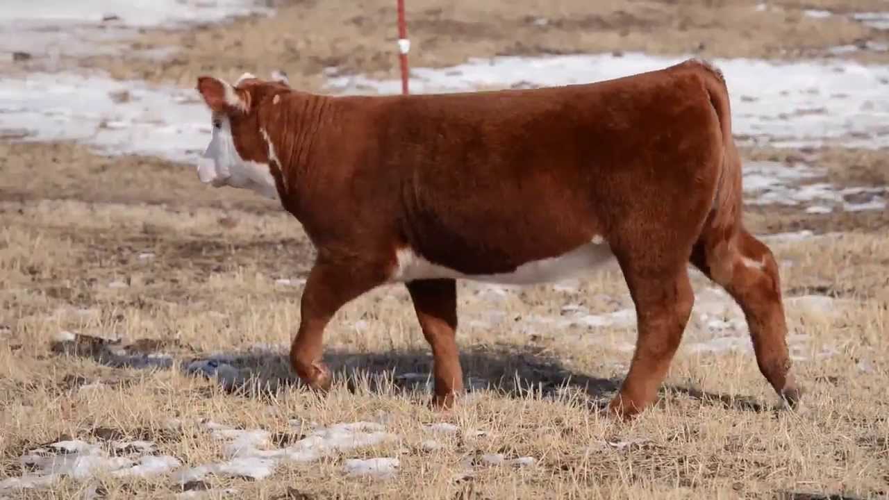 THE HUNT, Turkey Feather Horned Hereford Heifer - YouTube