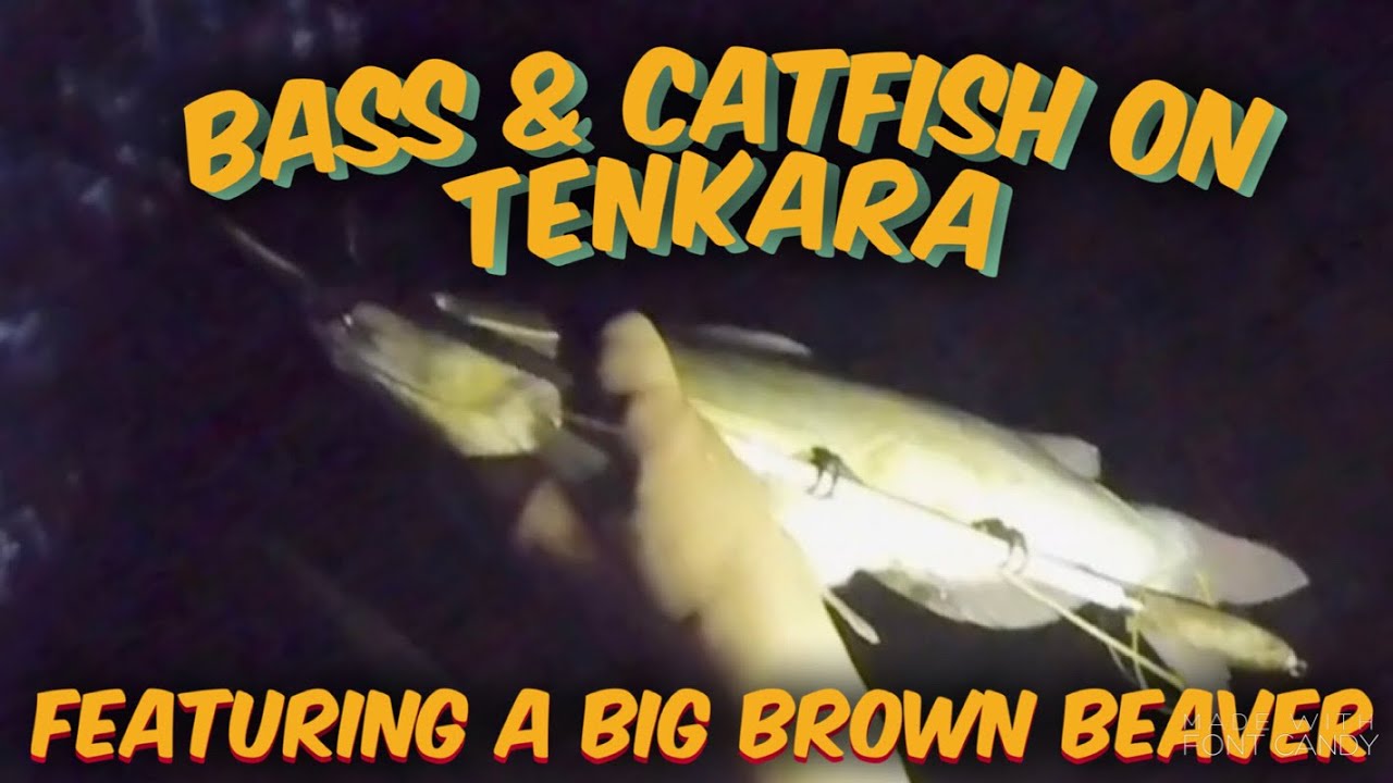 BASS & CATFISH on TENKARA featuring a Big Brown Beaver - YouTube