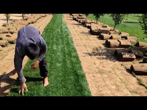 Gazon Ekish Xizmati va daraxtlar gul koʻchatlari archa ekish xizmatlari