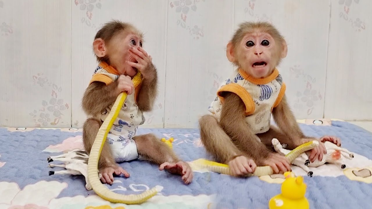 BeeBoy Open Big Eyes Feeling Bored Toward Mom And Bite His YEllow Snake ...