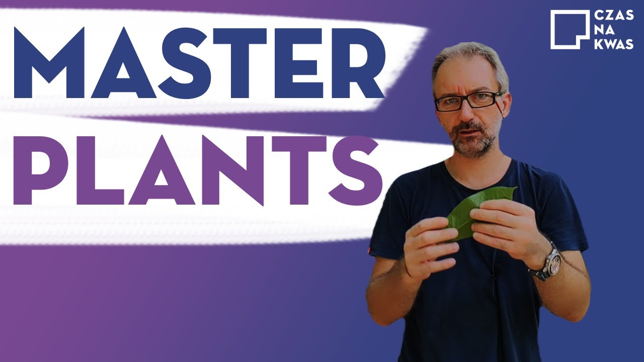 💠 Mistrzowskie rośliny mocy prosto z dżungli - master plants i smocza ...