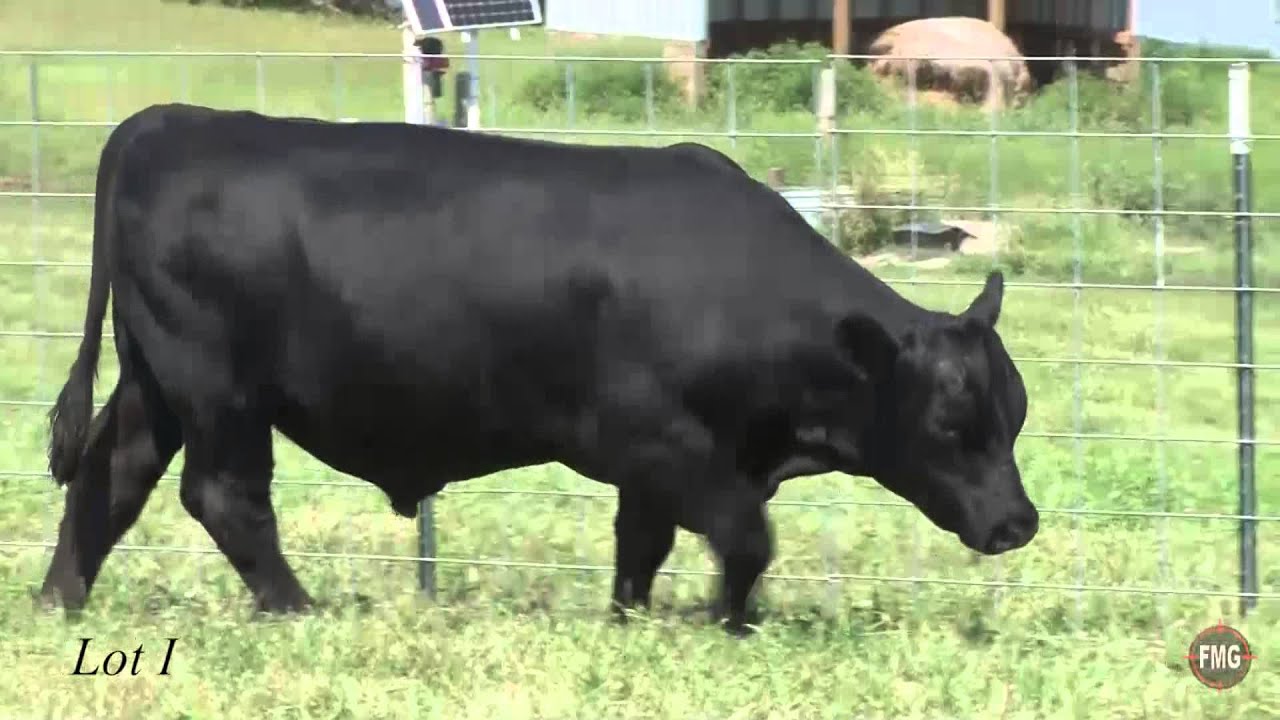 Conley Angus Lot I - YouTube