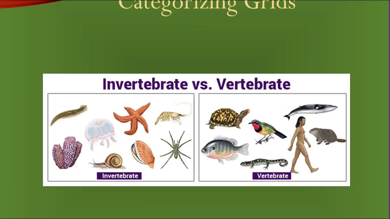 Categorizing Grid Classroom Assessment Technique - YouTube