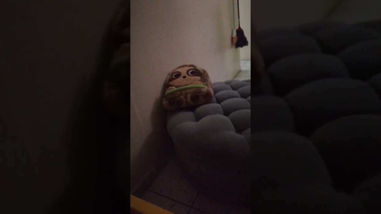 e pues mapache xd - YouTube