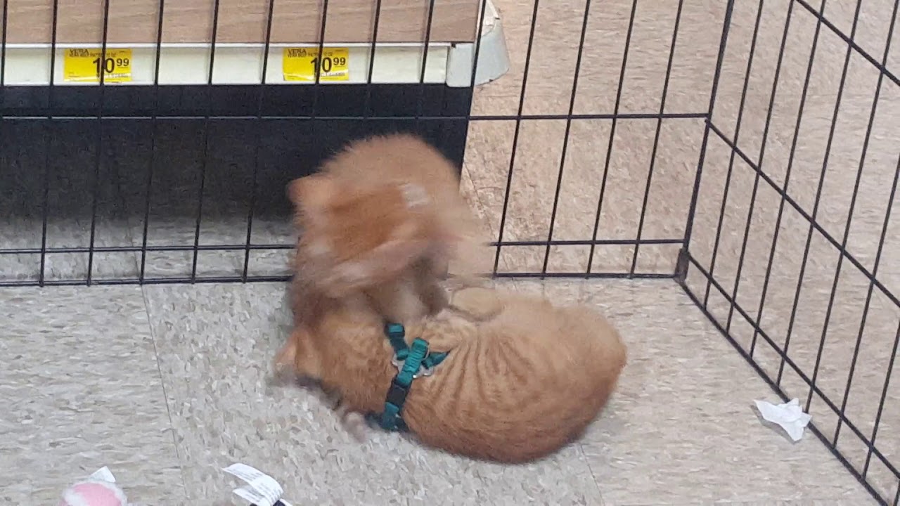 Feria de adopción en Petsmart de Ponce - YouTube