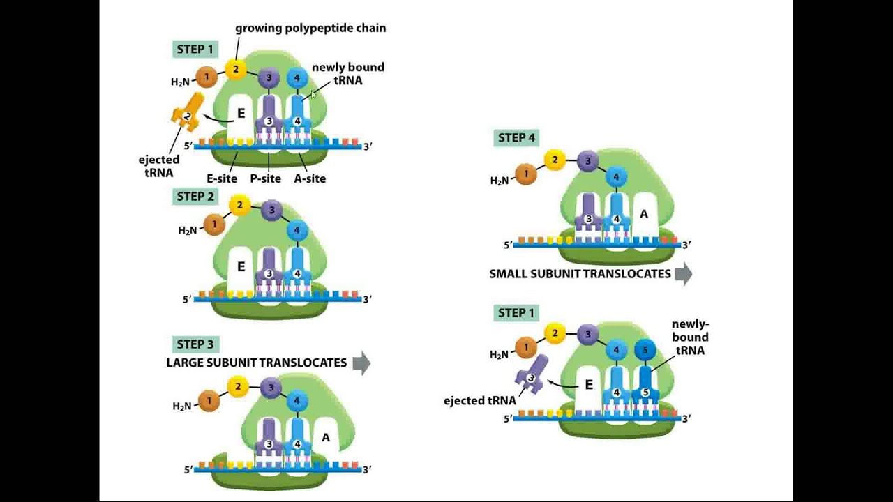 Translatie - YouTube