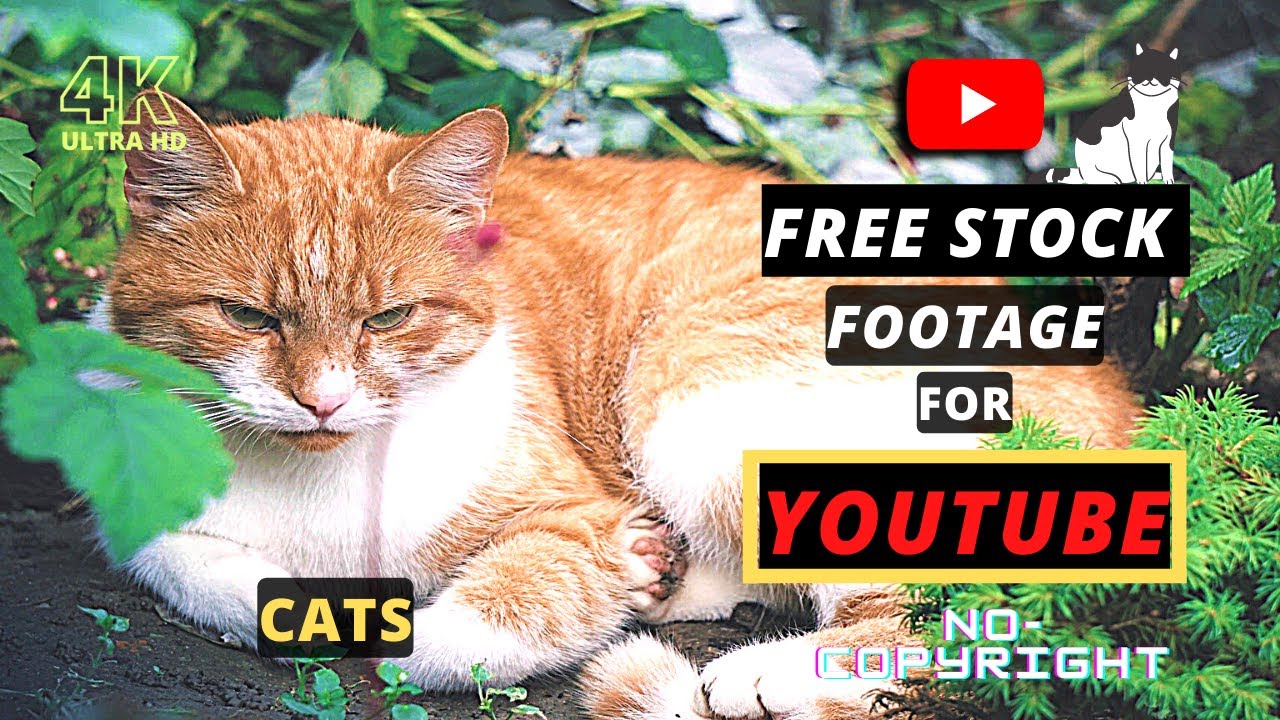 Cat | Free Stock Footage for Channel | Stock video | No-copyright - YouTube