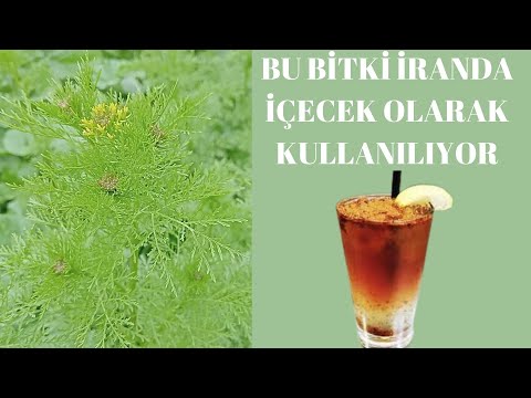 SADIR OTU || Genel Bilgiler