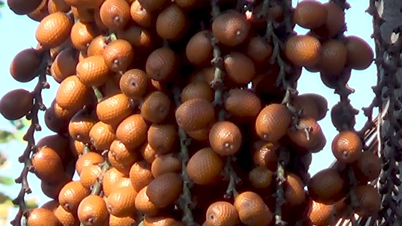BURITI frutos, Palmeira-do-banhado, Mauritia flexuosa, Alimento para a ...