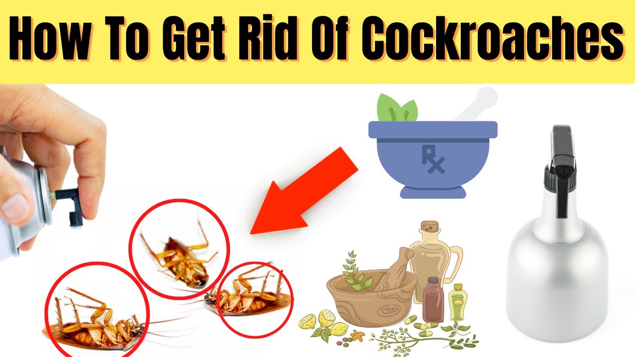 How To Get Rid Of Cockroaches / Cockroaches killing natural way ...