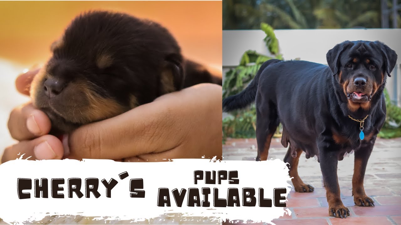 13 Days Old Rottweiler Puppies | Cherry Puppies | Available for ...