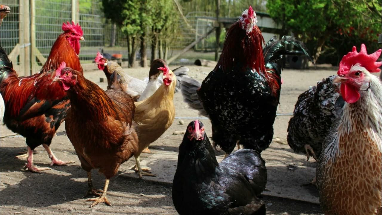Group Of Chickens Clucking: Chicken Sounds - YouTube