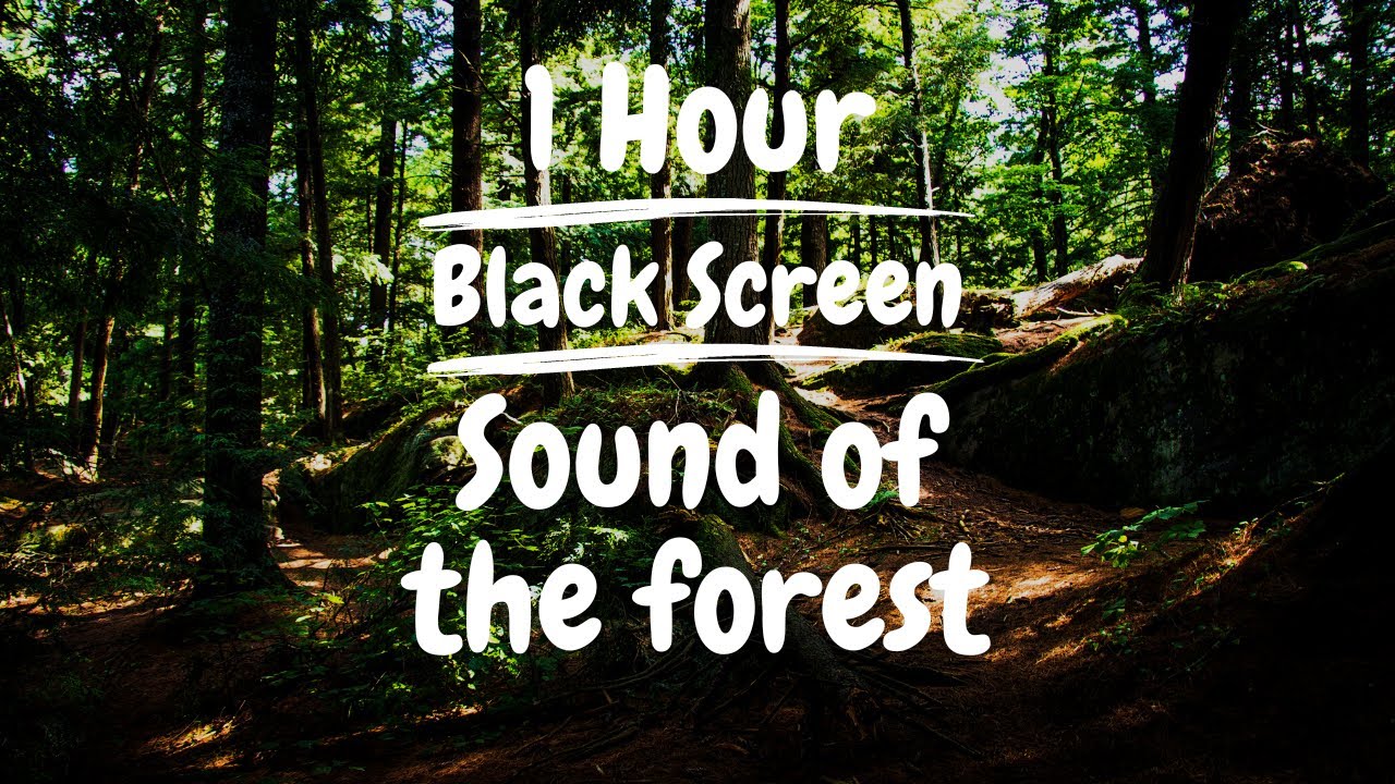 Black Screen 1 Hour Sound of the forest - YouTube