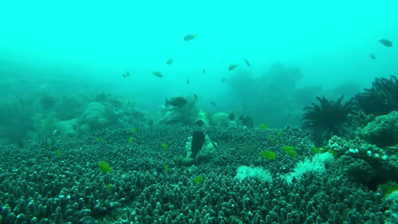 Underwater Relaxing Video for Relaxing & Meditation ( No Music) - YouTube