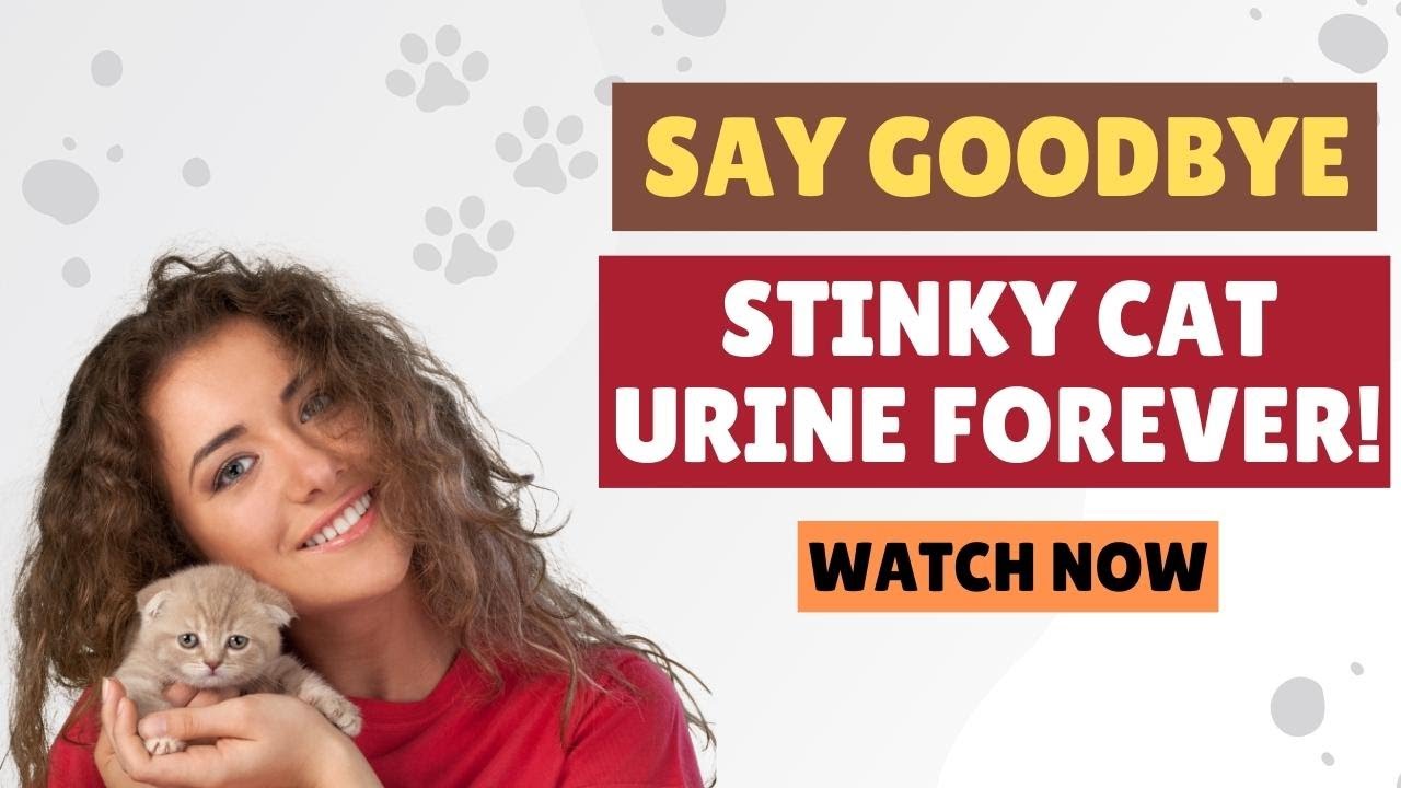 No More Stinky Cat Urine | The Permanent Solution to Smelly Cat Urine ...