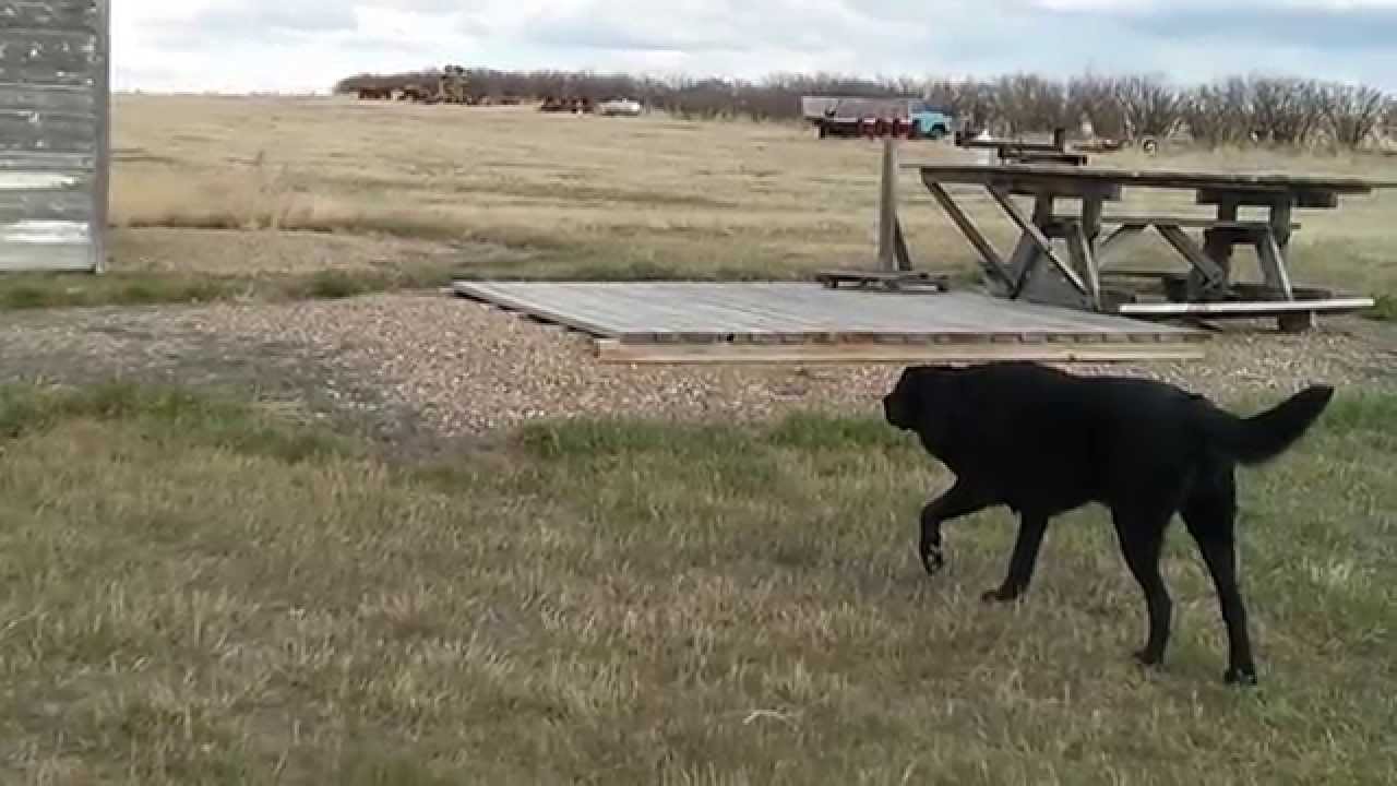 Black Lab pointer holding 90 second point - YouTube