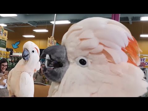 Funny Animals And The Cutest Pets | Try Not To Smile!