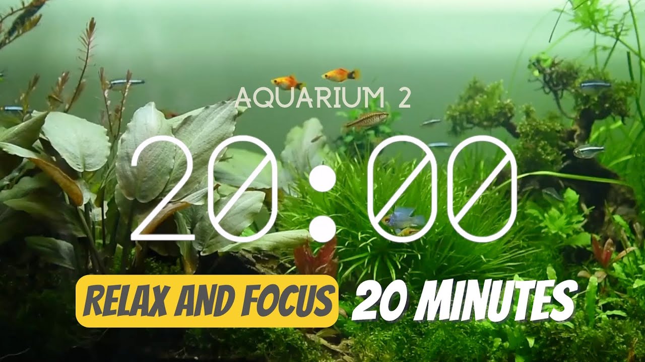 20 minute timer - Relaxing Aquarium ambiance - YouTube