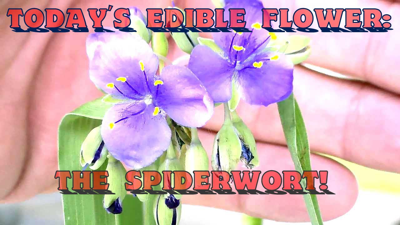 Edible Flowers - Episode 5: The Spiderwort - YouTube