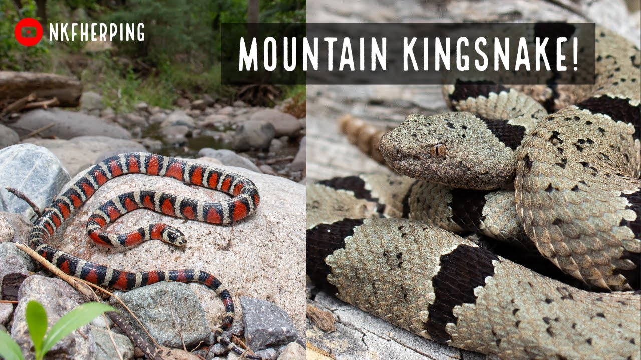 Finding a Wild Arizona Mountain Kingsnake! Snake Hunting in the ...