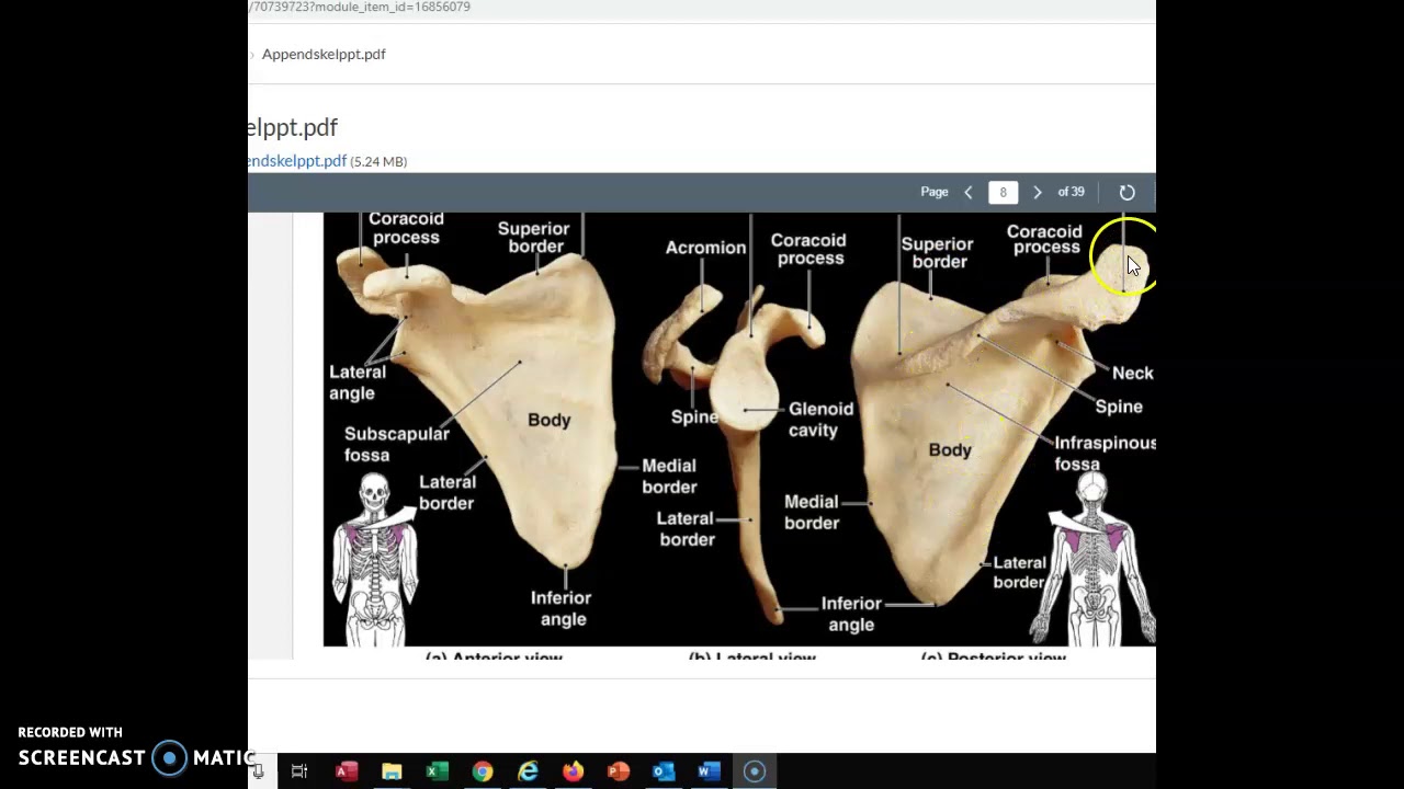 Bone markings - YouTube
