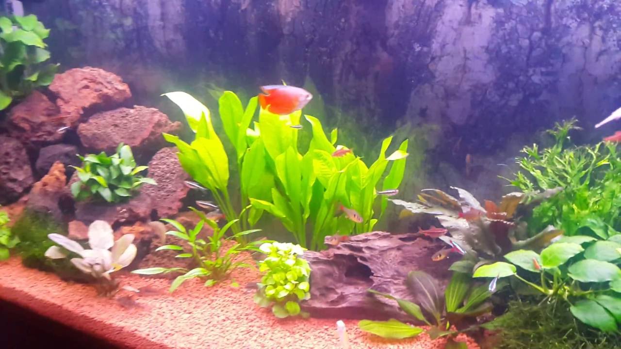 Fluval Roma 240 Tropical Aquarium Planted Fish Tank - Cherry Shrimp and ...